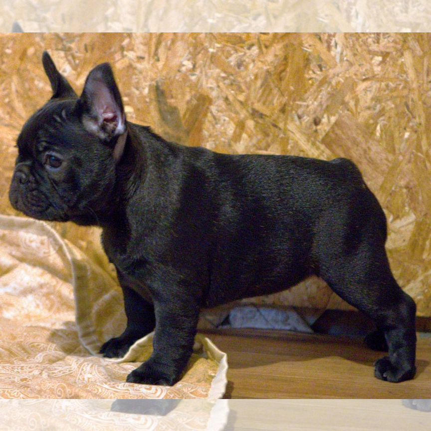 Французский бульдог, щенок