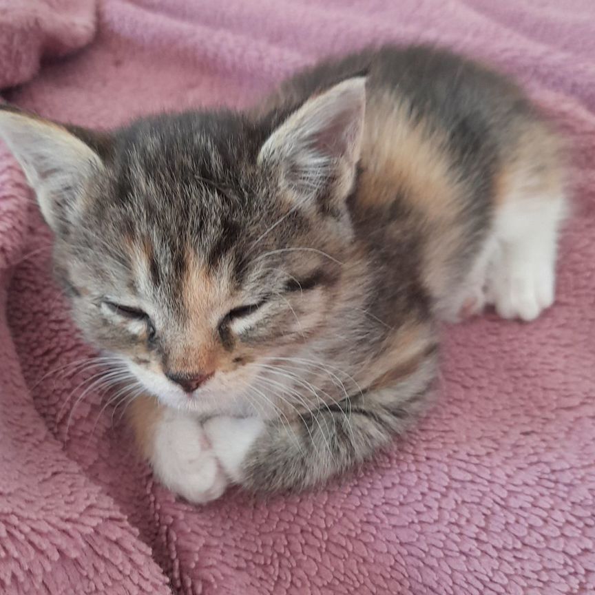 Котёнок в добрые руки