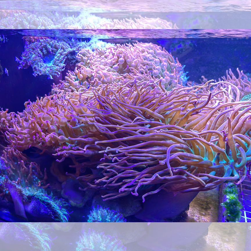 Морской аквариум