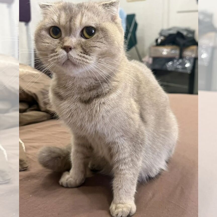 Шотландская вислоухая короткошёрстная, взрослая кошка