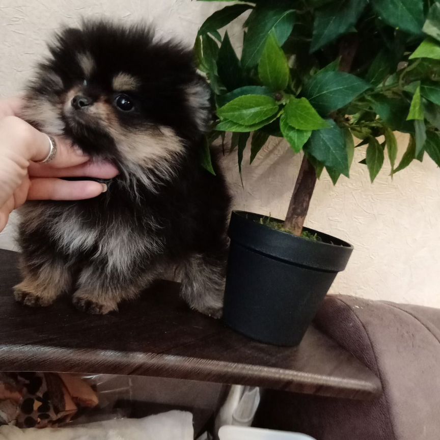 Супер яркий померанец