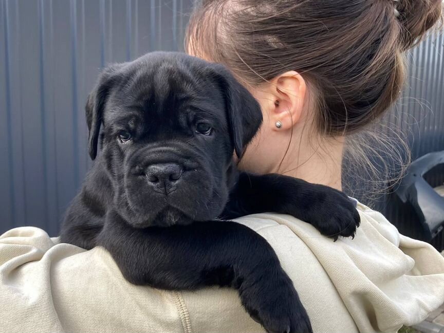 Щенки кане Корсо