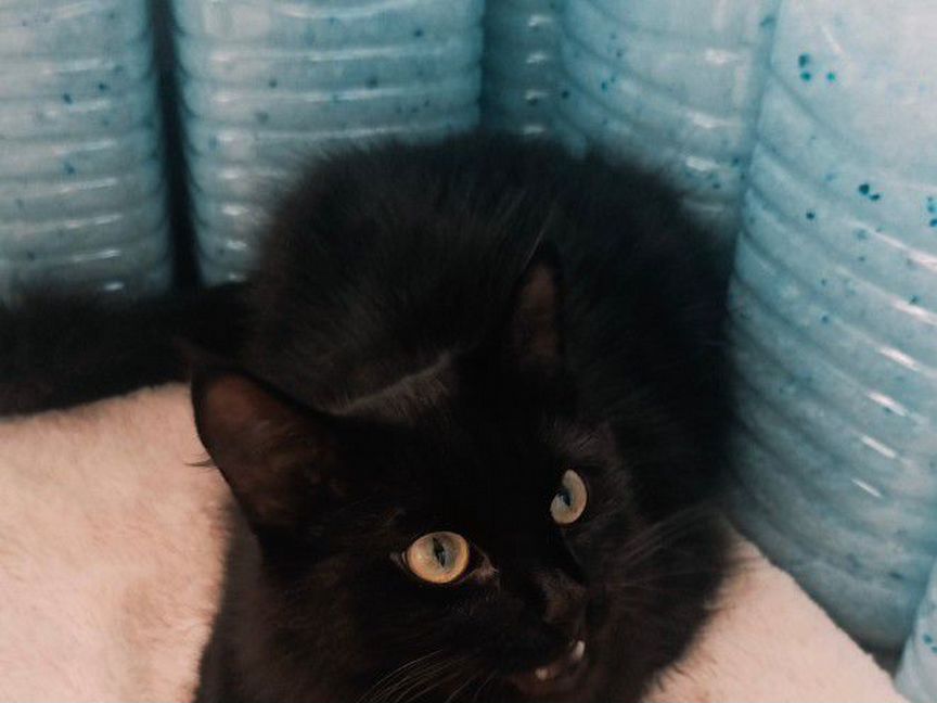 Силикагелевый наполнитель,5л,силикагель,туалет