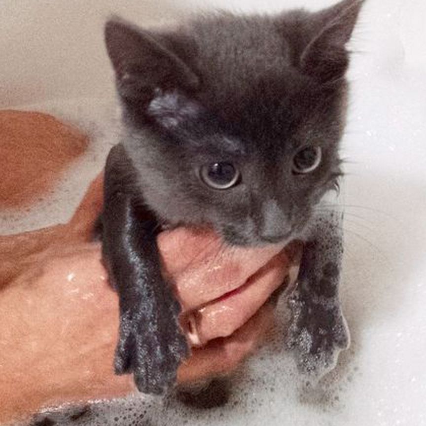 Котёнок четыре месяца