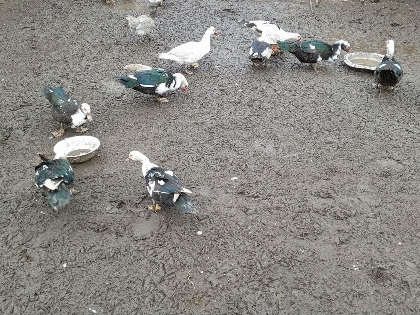 Продам оптом живых утей. 30 штук