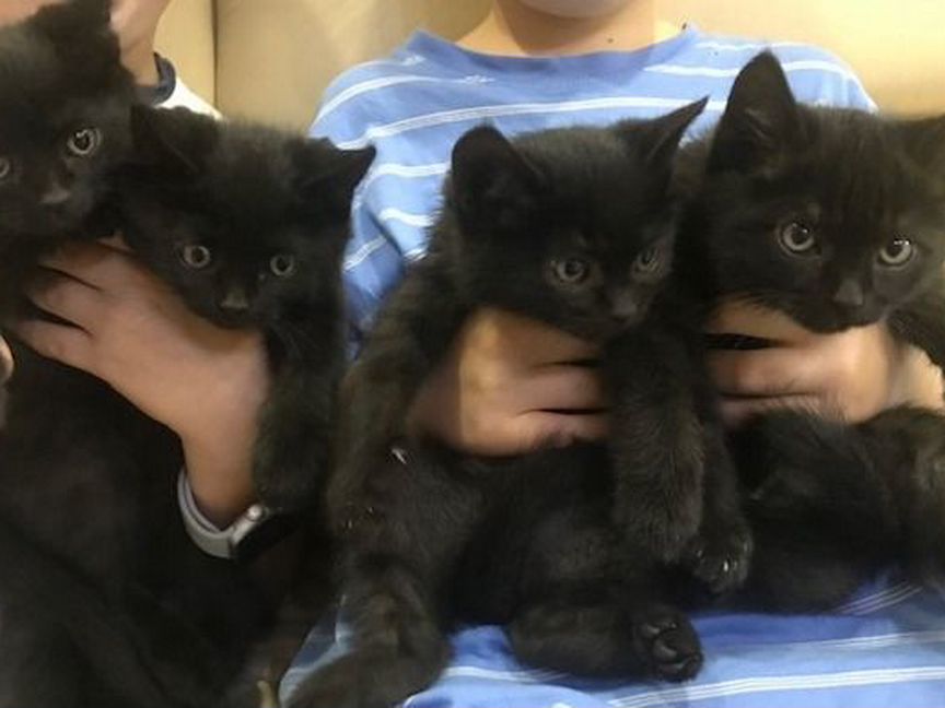 Отдадим котиков и кошечек в добрые руки