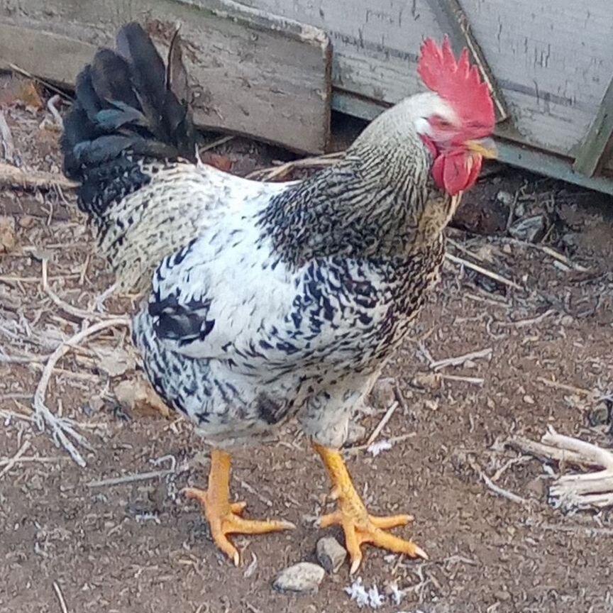 Петух доминант