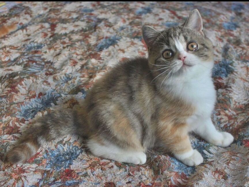 Кошка черепашка