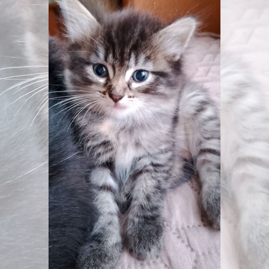 Котики бесплатно в добрые руки