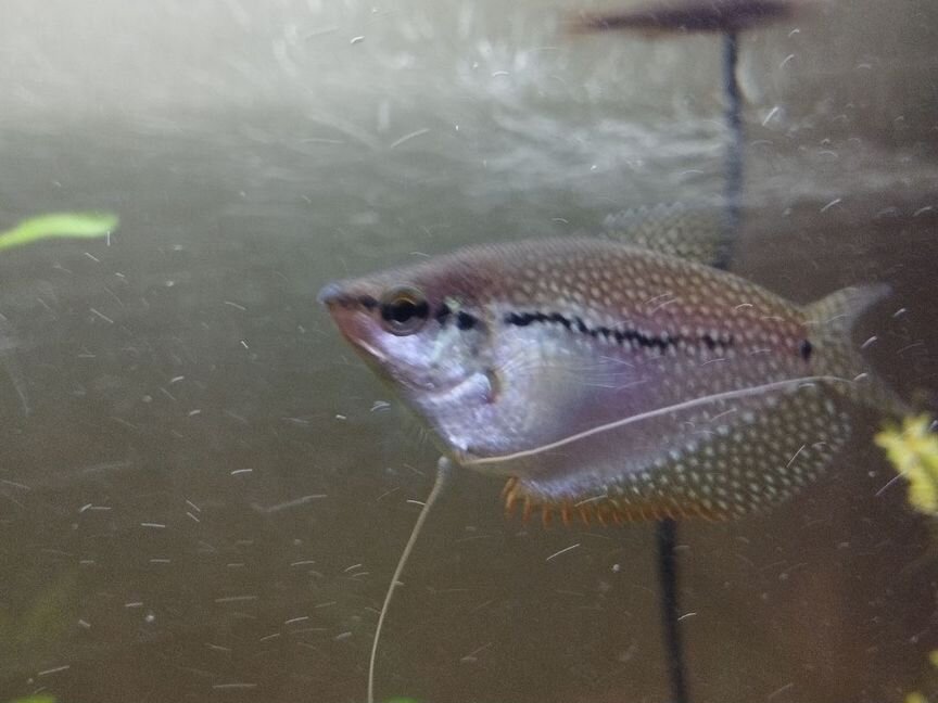 Гурами жемчужный