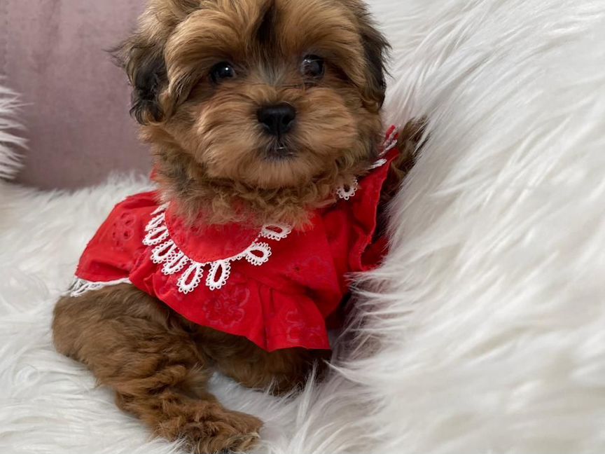 Мальтипу мини