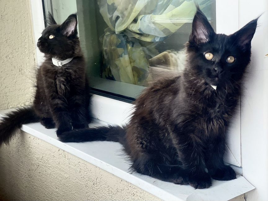 Котята мейн-кун