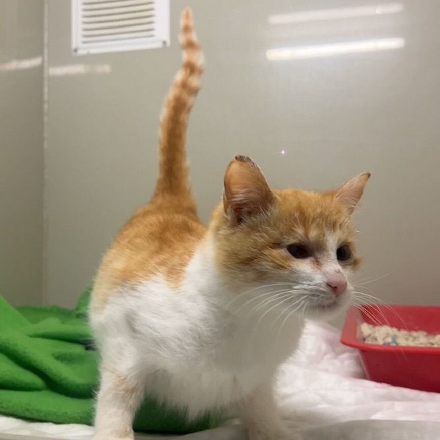 Котенок девочка