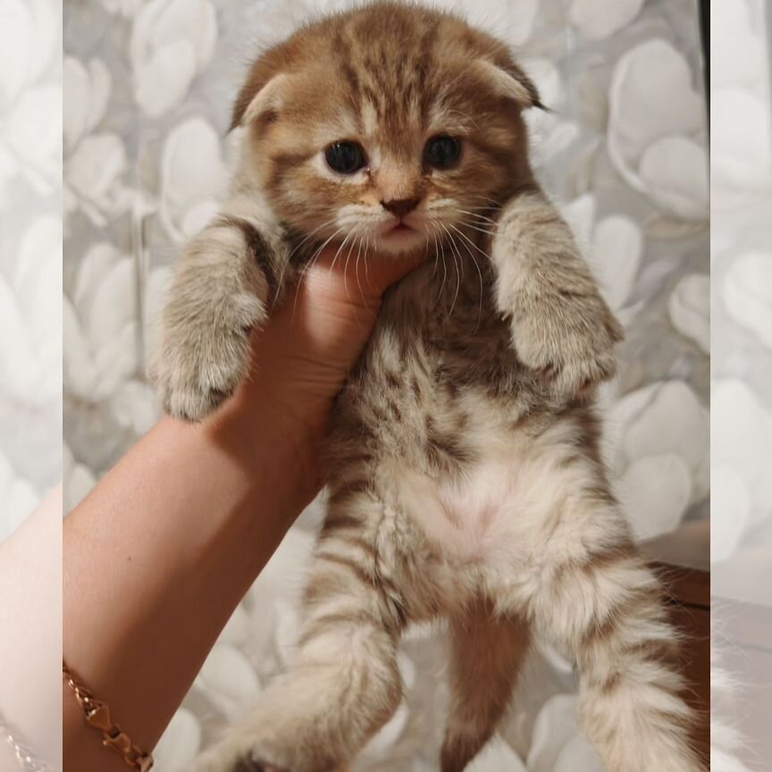 Шотландские вислоухие котята