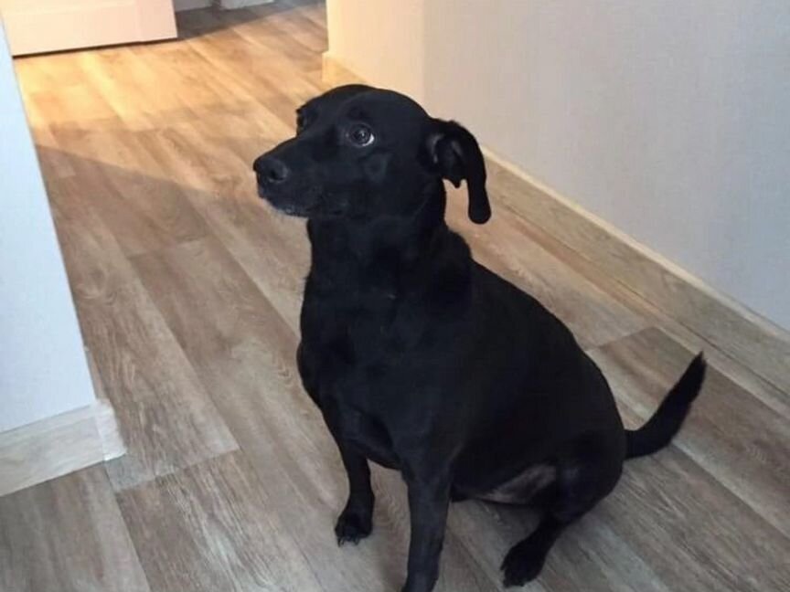 Нужна помощь маленькой собачке Арчи