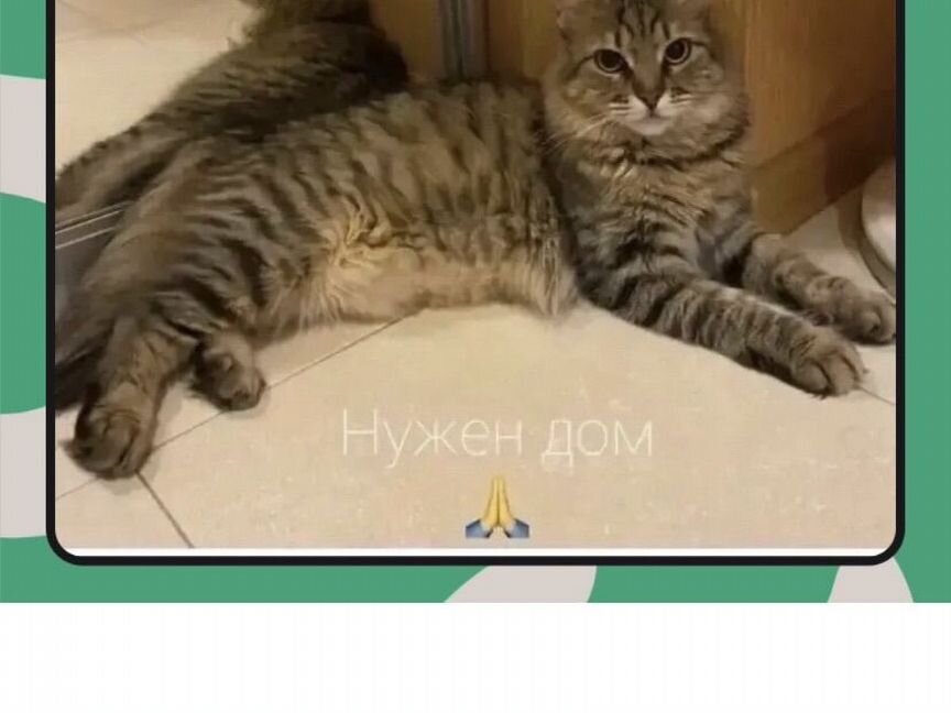 Кошечка с тяж судьбой только в добрые руки