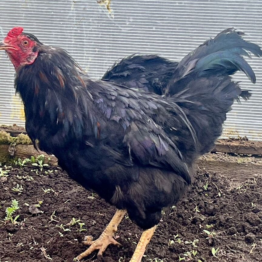 Амераукана петух