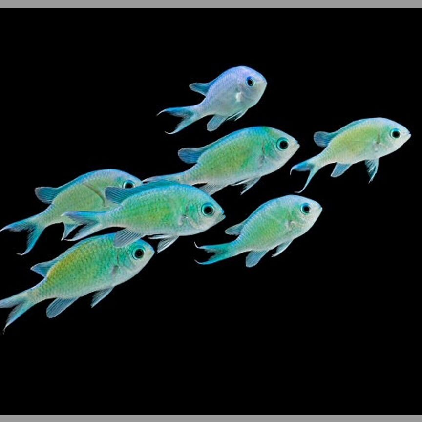 Морская рыбка Хромис виридис