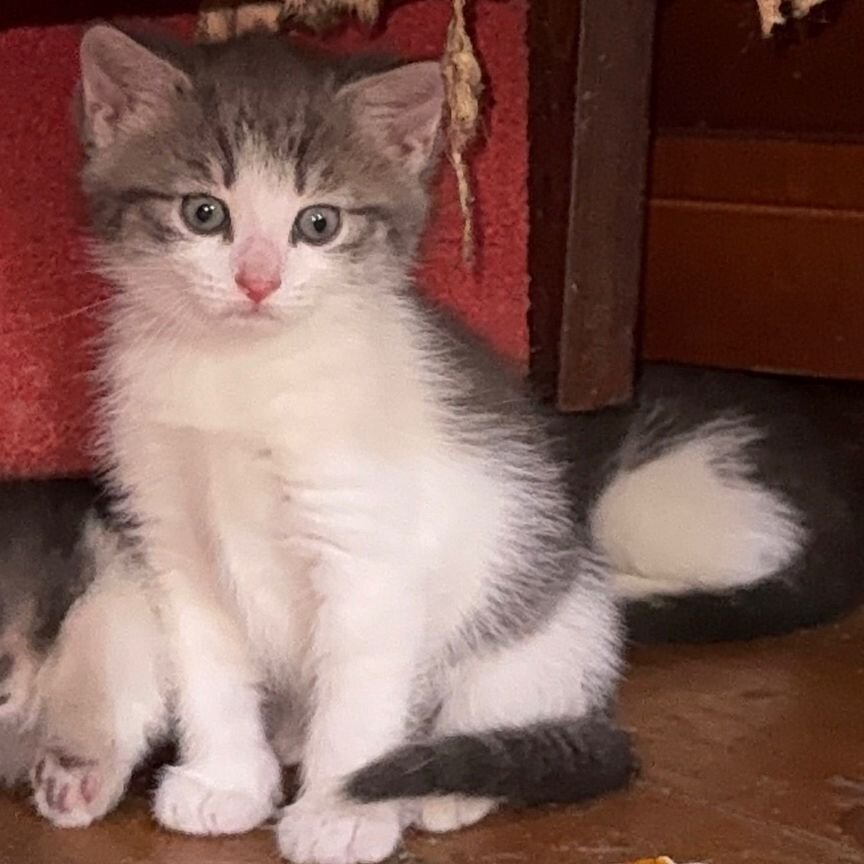 Котёнок в добрые руки