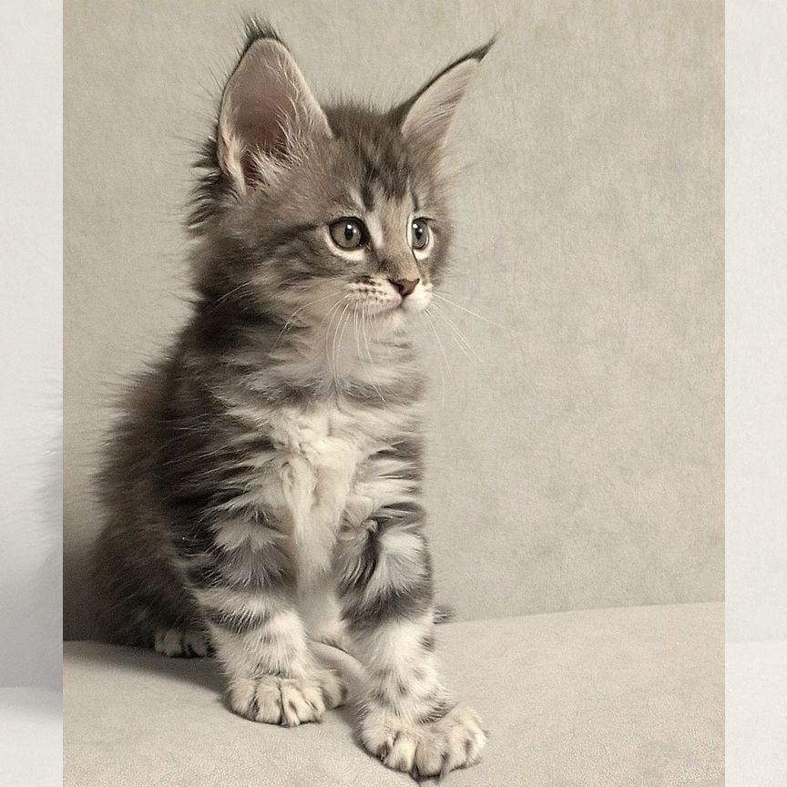 Мейн-кун котёнок