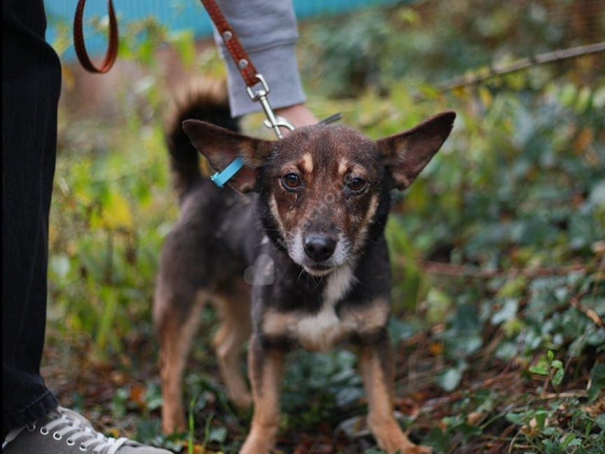 Отдам в добрые руки