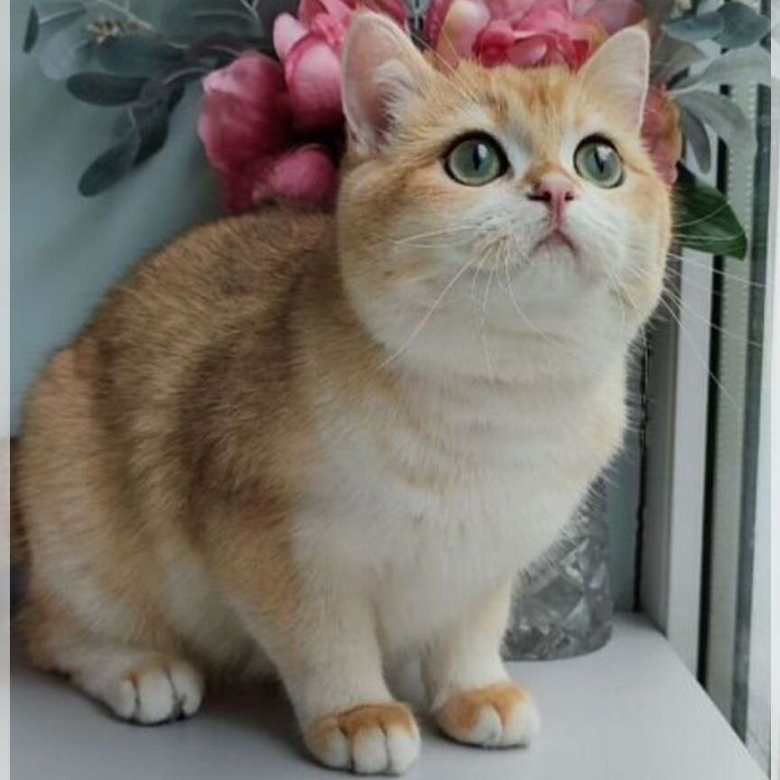 Золотистая шиншилла