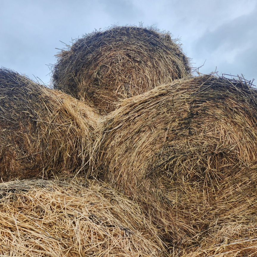 Сено в рулонах