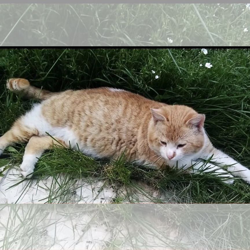 Взрослый кот в добрые руки