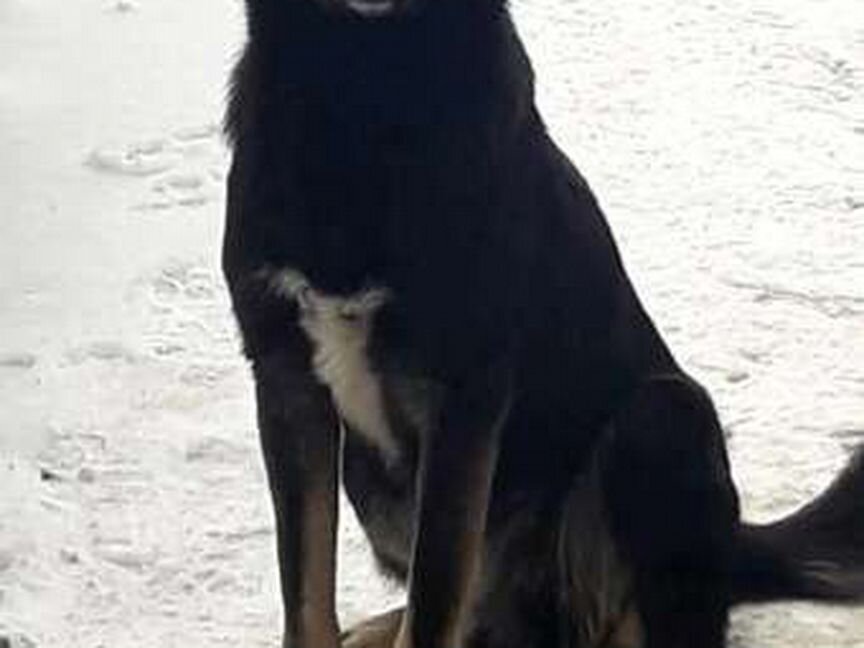 Собака для охраны