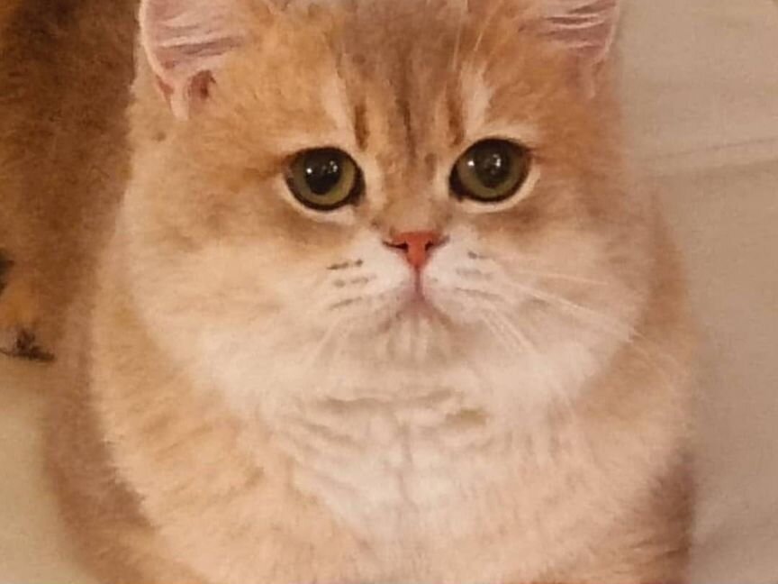 В добрые руки голубой золотой котик британец