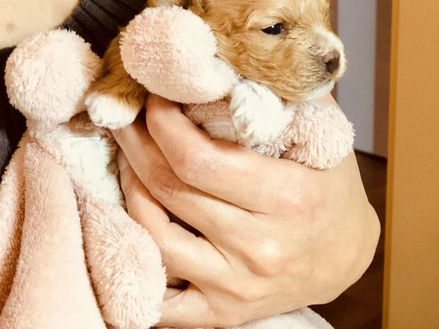 Мальтипу микро Корея в резерв