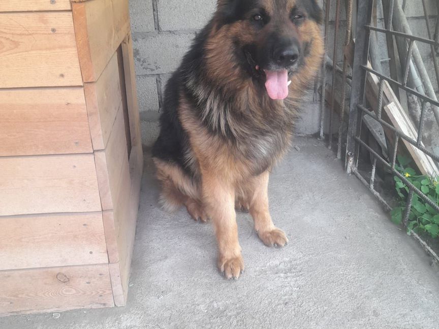 Немецкая овчарка Вязка