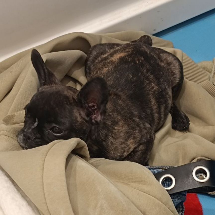 Французский бульдог