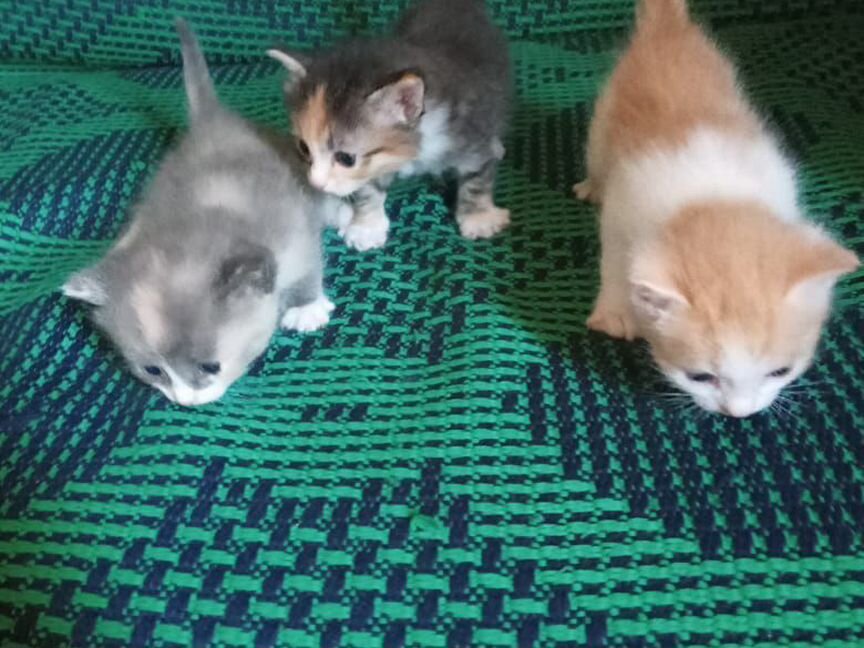 Котятки в добрые руки