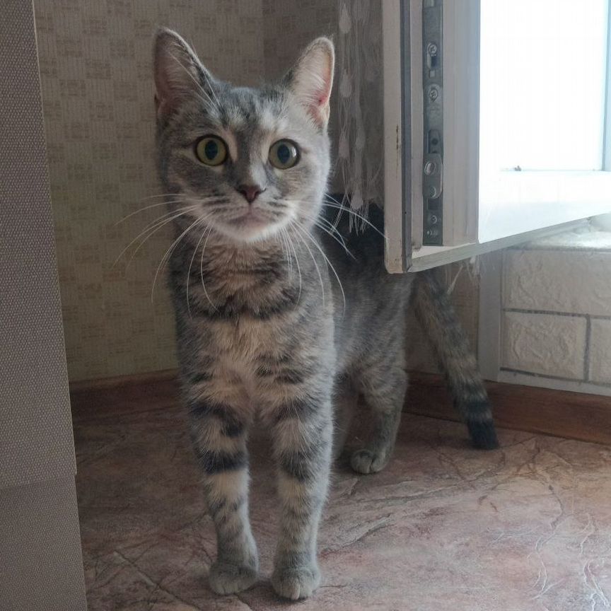 Кошечка Маша