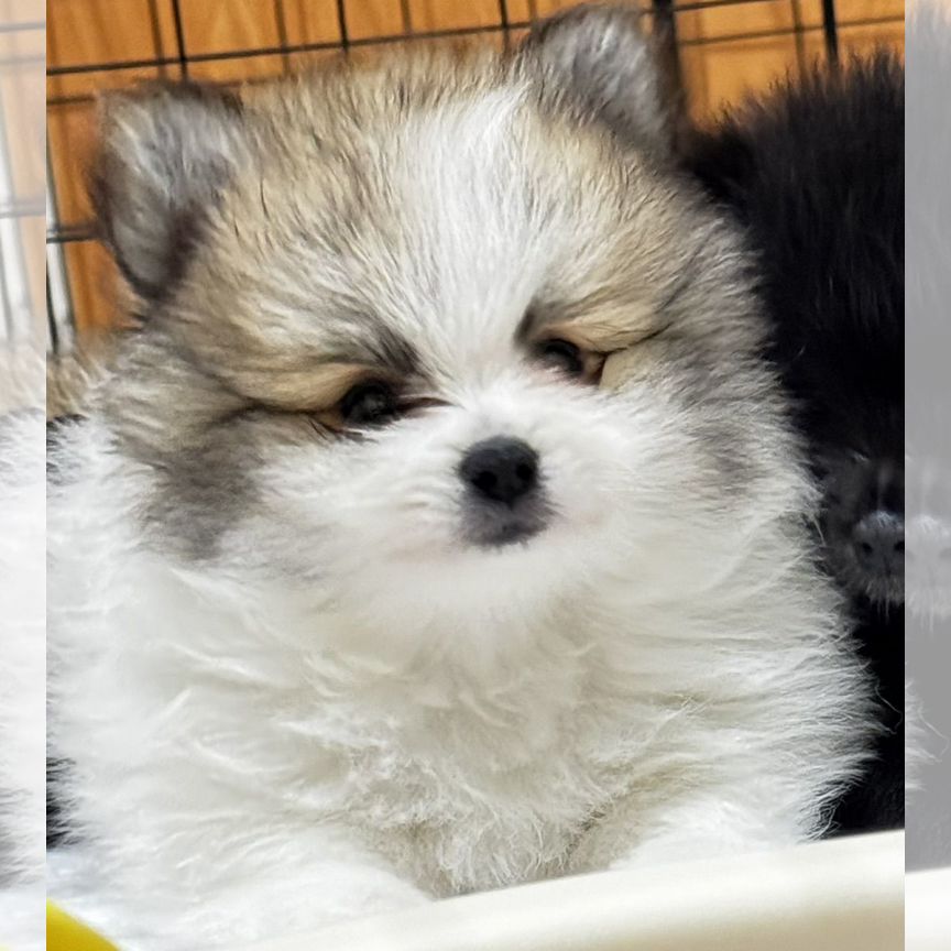 Померанский шпиц, щенок