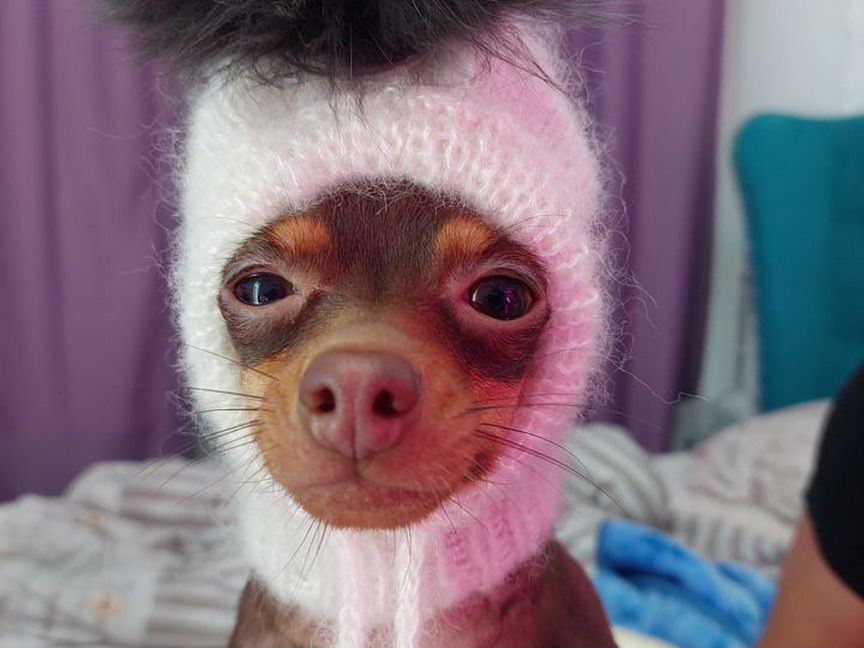 Шапочка для собак