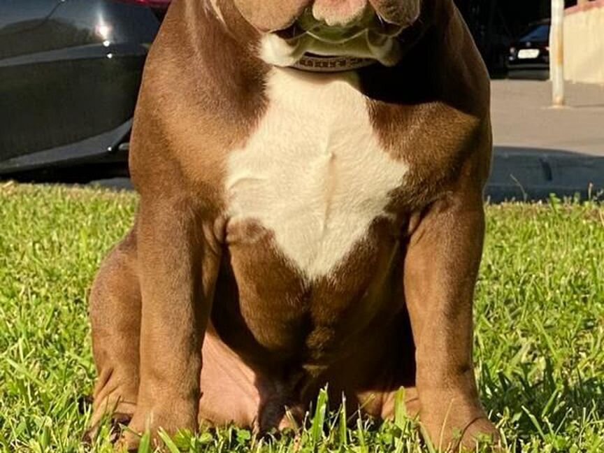 Американский булли мальчик