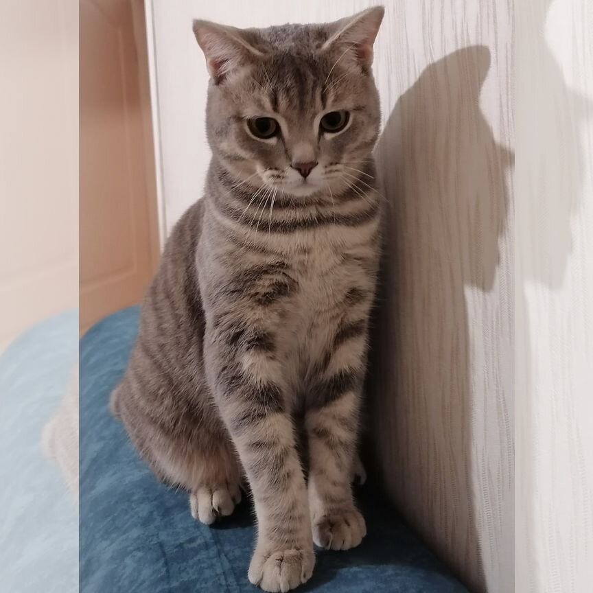 Шотландский вислоухий длинношёрстный, взрослый кот