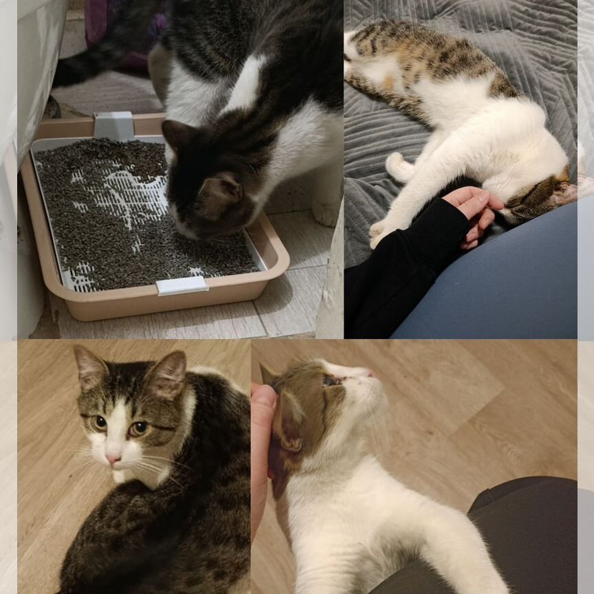 Взрослый кот в добрые руки