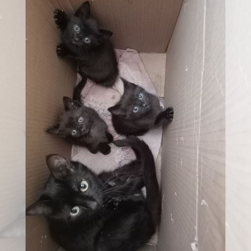 Котята в добрые руки бесплатно