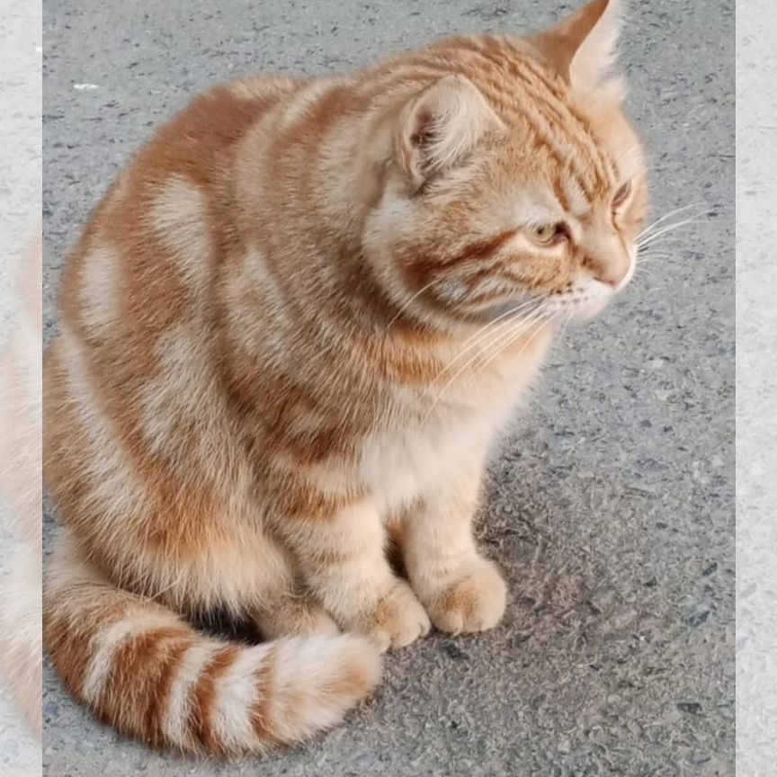 Котик в добрые руки
