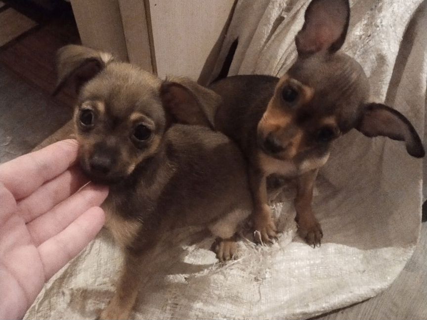 Той-терьер щенки