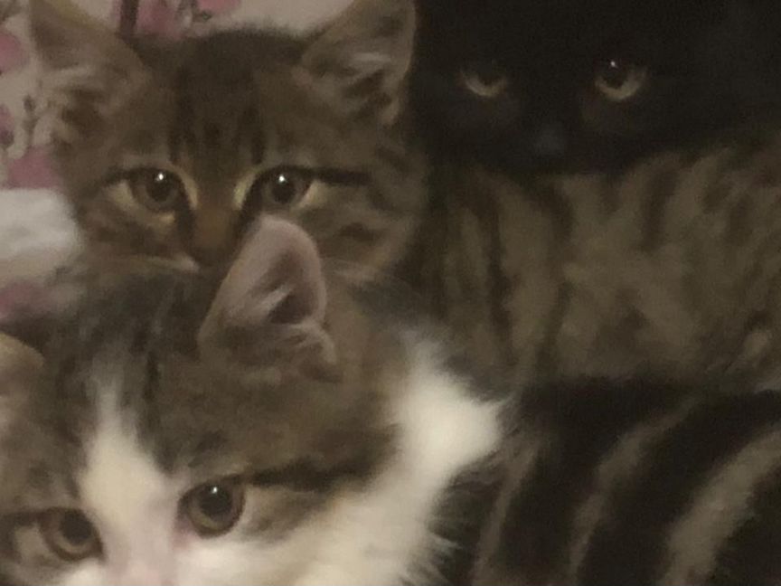 Котята в добрые руки