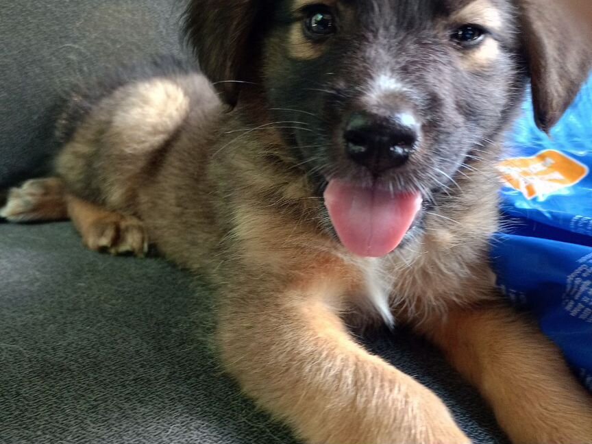 Собака в добрые руки