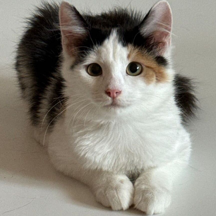 Милая ласковая кошечка котенок в дар