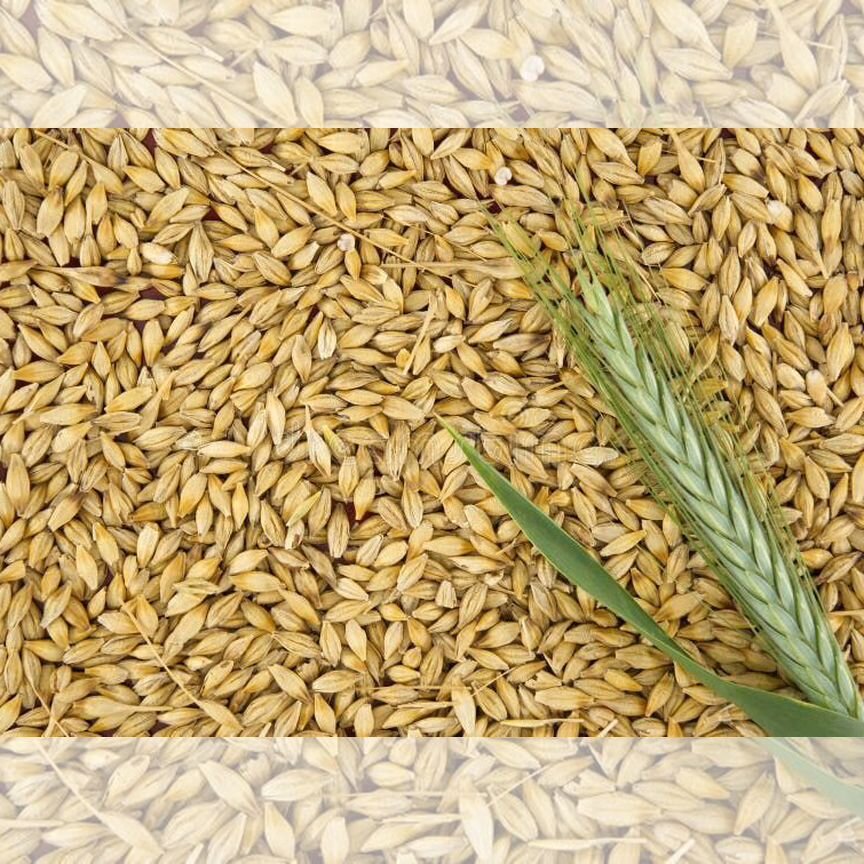 Зерно пшеница ячмень Таврическое