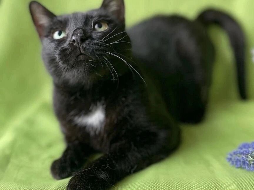 Нежная спокойная кошечка Чернушка ищет дом