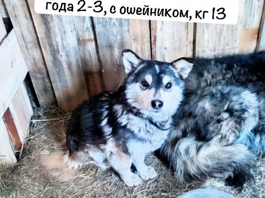 Песик в ответственные руки