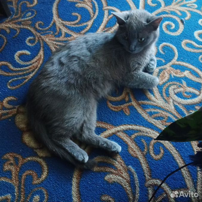 Породистый Котенок подросток русский голубой кот